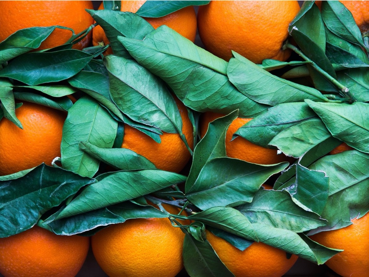 Citrus | Freshmax